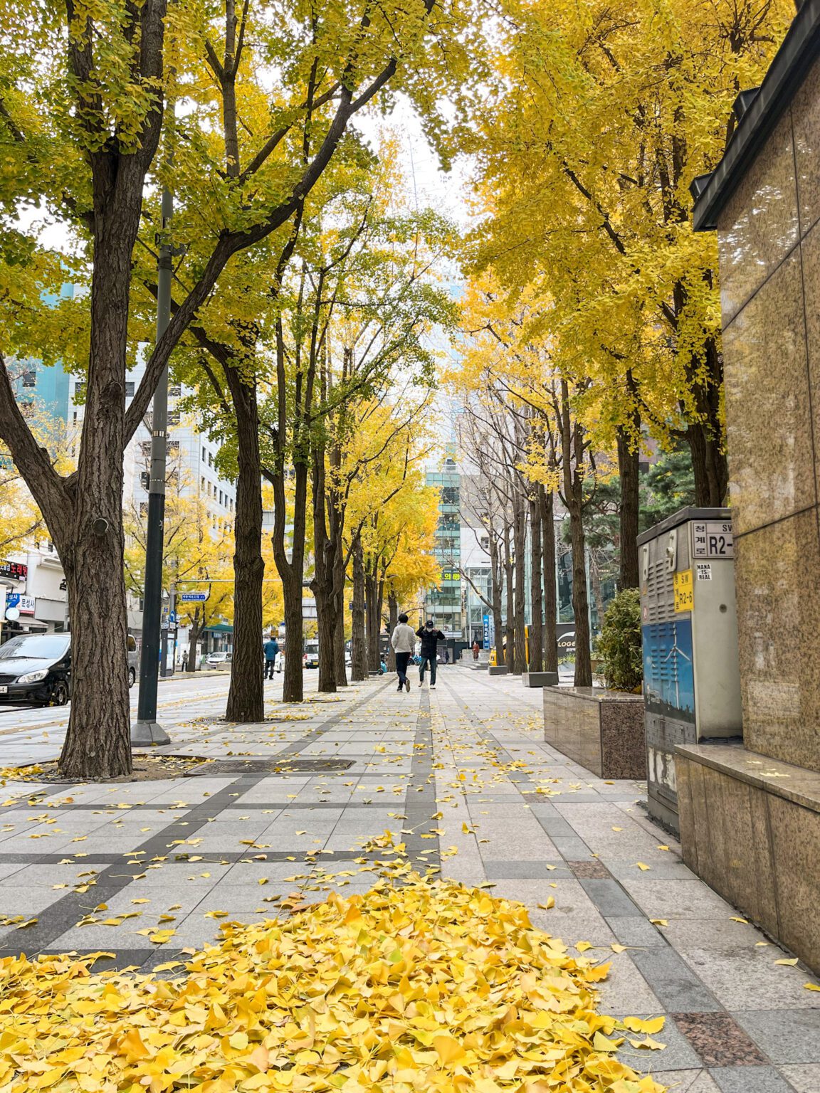 Seoul In Autumn: Beautiful Locations, Things To Do, And More