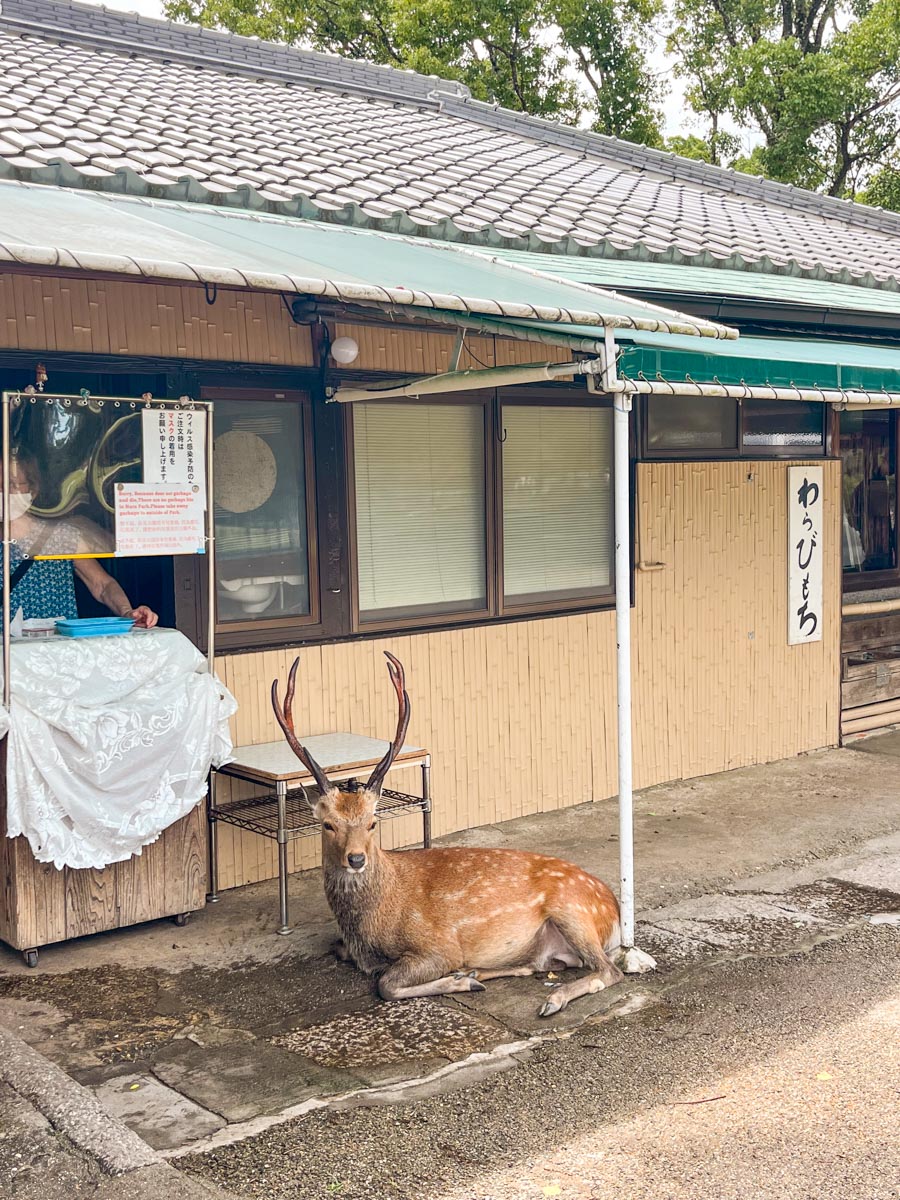 Nara Park Day Trip Guide: What To Do, See, And Eat - Ilse On The Go