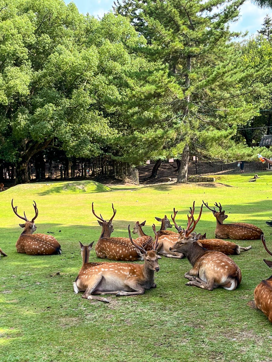 Nara Park Day Trip Guide: What To Do, See, And Eat - Ilse On The Go