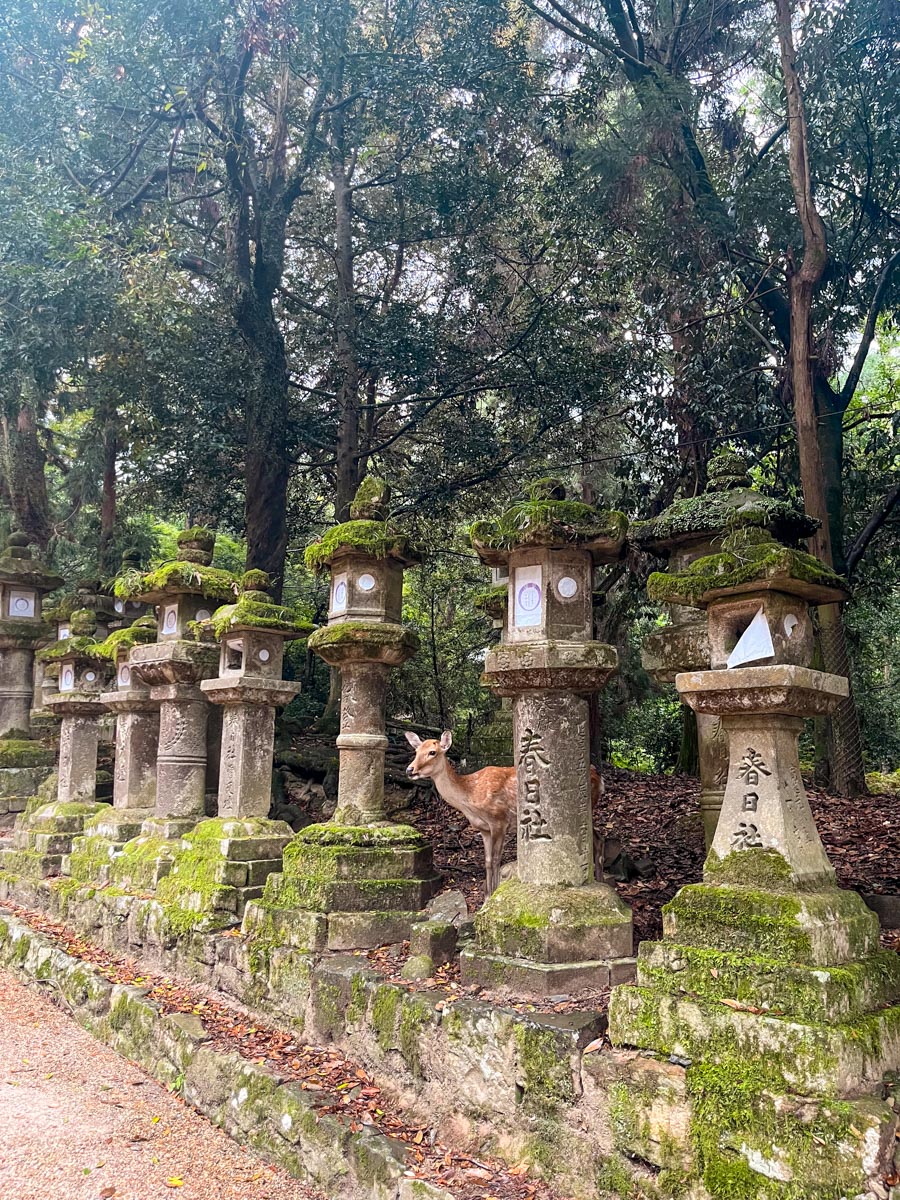 Nara Park Day Trip Guide: What To Do, See, And Eat - Ilse On The Go